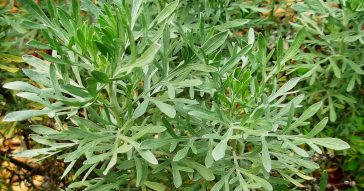 Absinto é bom para quê? para que serve, benefícios e malefícios | Dr. Saúde