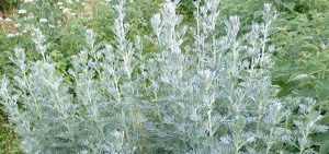 Absinto é bom para quê? para que serve, benefícios e malefícios | Dr. Saúde