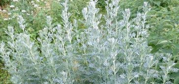 Absinto é bom para quê? para que serve, benefícios e malefícios | Dr. Saúde