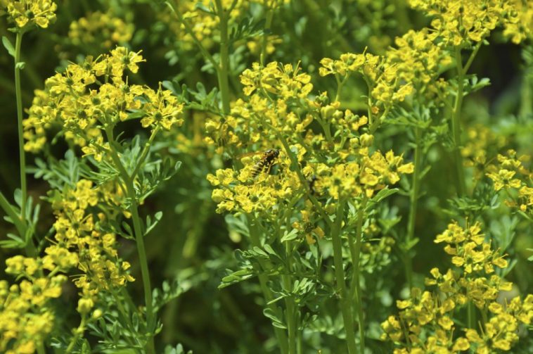 Arruda é bom para quê? para que serve, benefícios e malefícios | Dr. Saúde
