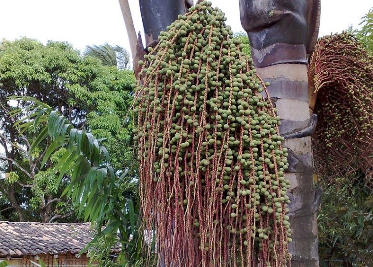 Bacaba fruta: 15 benefícios, informação nutricional | Dr. Saúde