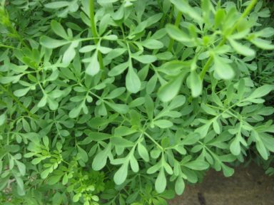 Arruda é bom para quê? para que serve, benefícios e malefícios | Dr. Saúde