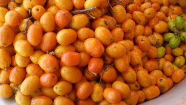 25 Benefícios do Suco de Cajá – Para que Serve e Características | Dr ...