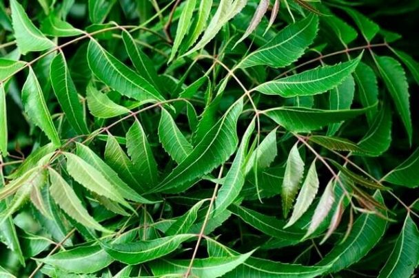 Chá de Nim serve para quê? Veja benefícios e como fazer | Dr. Saúde