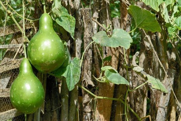 Cabaça fruta: 20 benefícios, informação nutricional e Malefícios | Dr ...