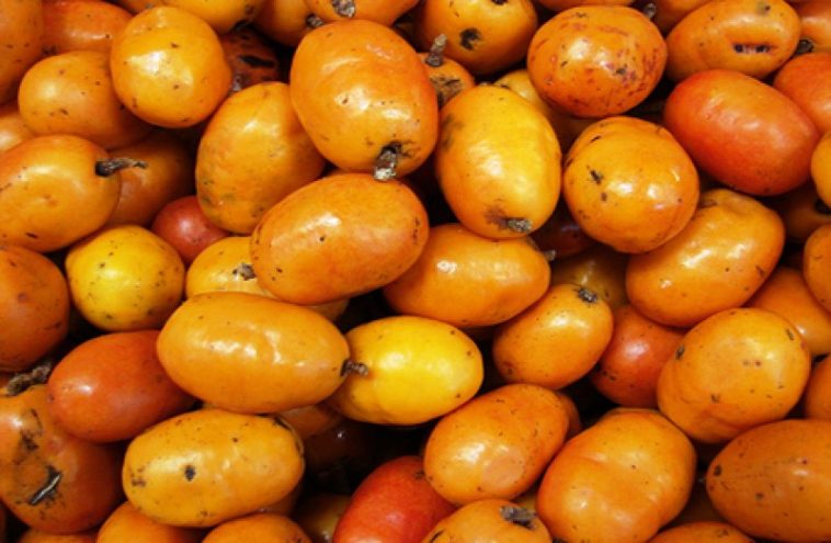 Cajá fruta: 30 benefícios e informação nutricional | Dr. Saúde