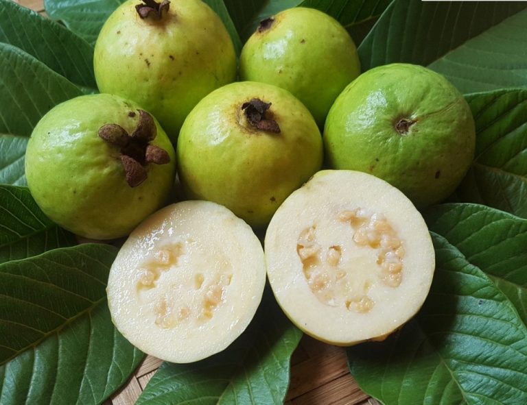 Goiaba Branca fruta: 30 benefícios, informação nutricional e malefícios ...