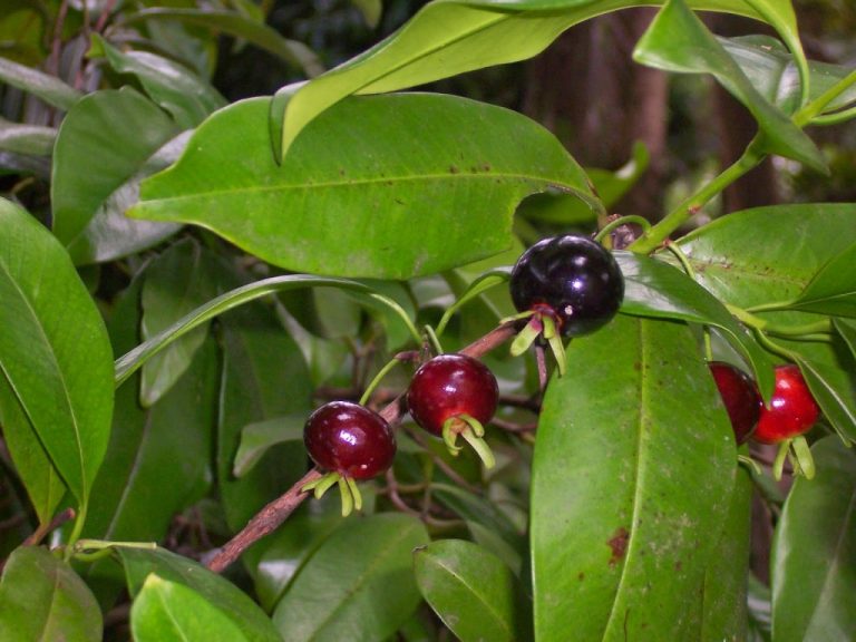 Grumixama fruta: 25 benefícios, informação nutricional e malefícios ...