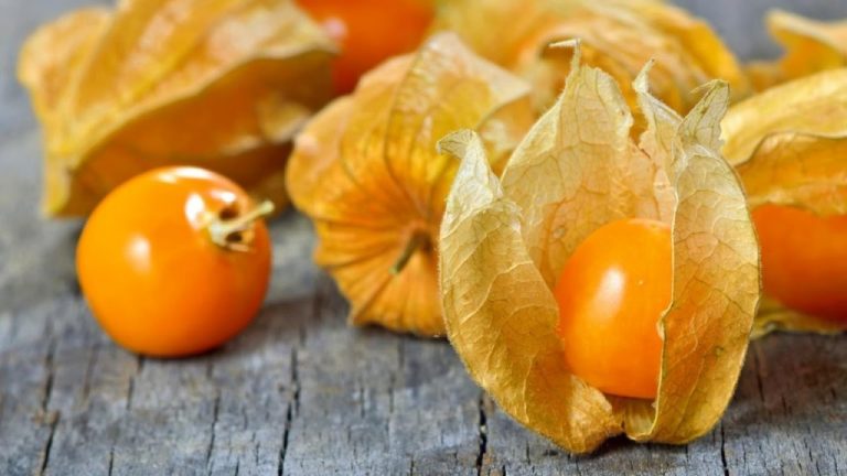Physalis fruta: 40 benefícios, informação nutricional e malefícios | Dr ...