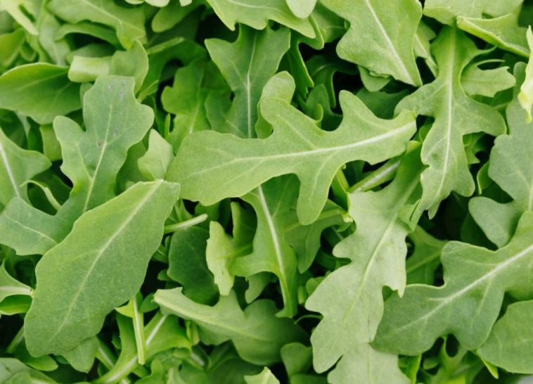 Rúcula: 40 benefícios, informação nutricional e malefícios | Dr. Saúde