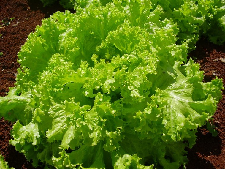 Alface: 40 benefícios, Tipos, informação nutricional e malefícios | Dr ...