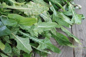 Almeirão: benefícios, informação nutricional e malefícios | Dr. Saúde