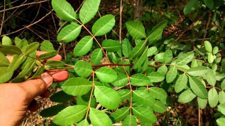 Aroeira é bom para quê? para que serve, benefícios e malefícios | Dr. Saúde