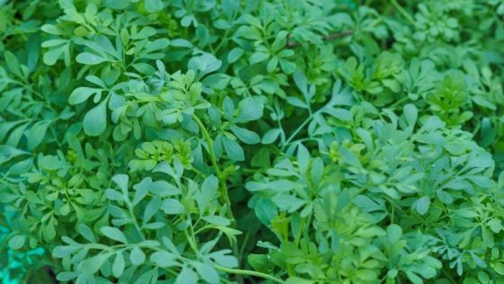 Arruda é bom para quê? para que serve, benefícios e malefícios | Dr. Saúde