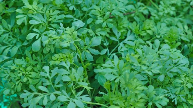 Arruda é bom para quê? para que serve, benefícios e malefícios | Dr. Saúde