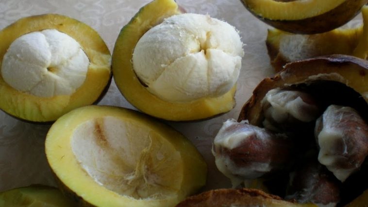 Bacuri fruta: 40 benefícios, informação nutricional e malefícios | Dr ...