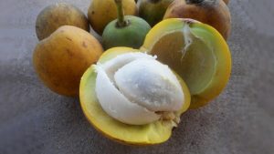 Bacuri fruta: 40 benefícios, informação nutricional e malefícios | Dr ...