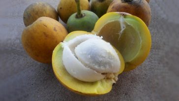 Bacuri fruta: 40 benefícios, informação nutricional e malefícios | Dr ...