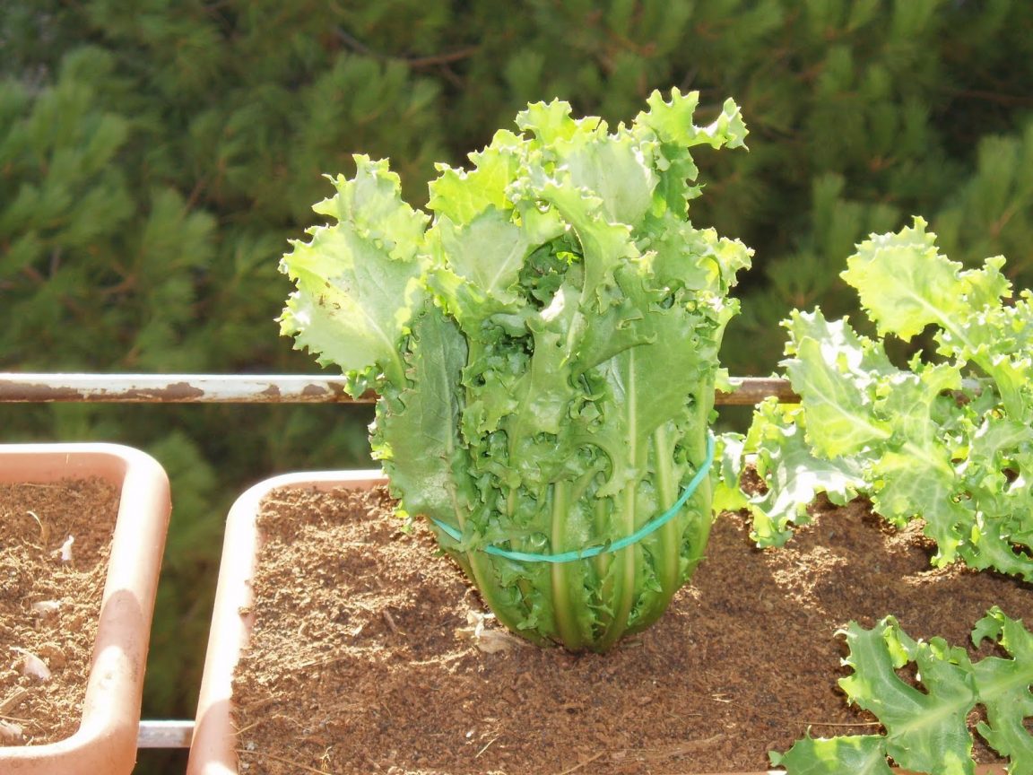 Escarola: 40 benefícios, informação nutricional e malefícios | Dr. Saúde