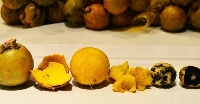 Macaúba fruta: 40 benefícios, informação nutricional e malefícios | Dr ...