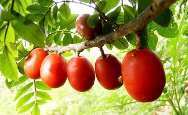 Seriguela fruta: 30 benefícios, informação nutricional e malefícios ...