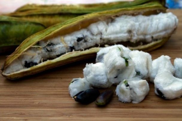 Ingá fruta: 30 benefícios, informação nutricional e malefícios | Dr. Saúde