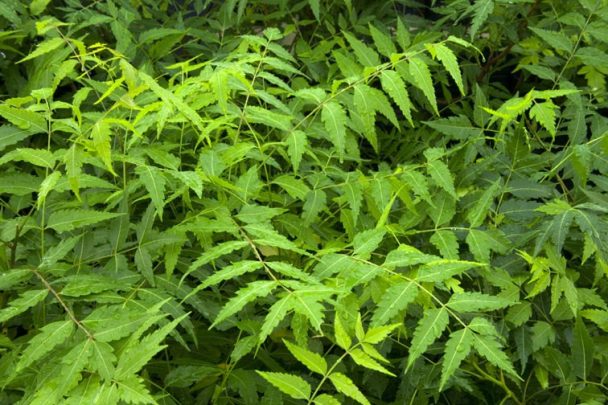 Nim é bom para quê? para que serve, benefícios e malefícios | Dr. Saúde