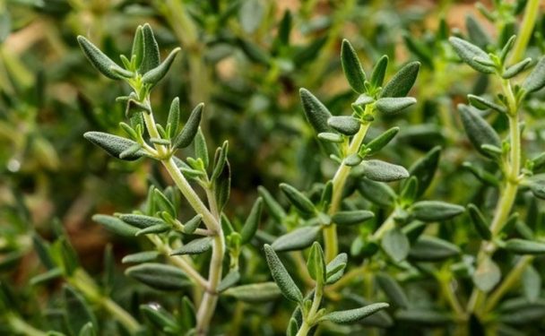 Tomilho é bom para quê? para que serve, benefícios e malefícios| Dr. Saúde