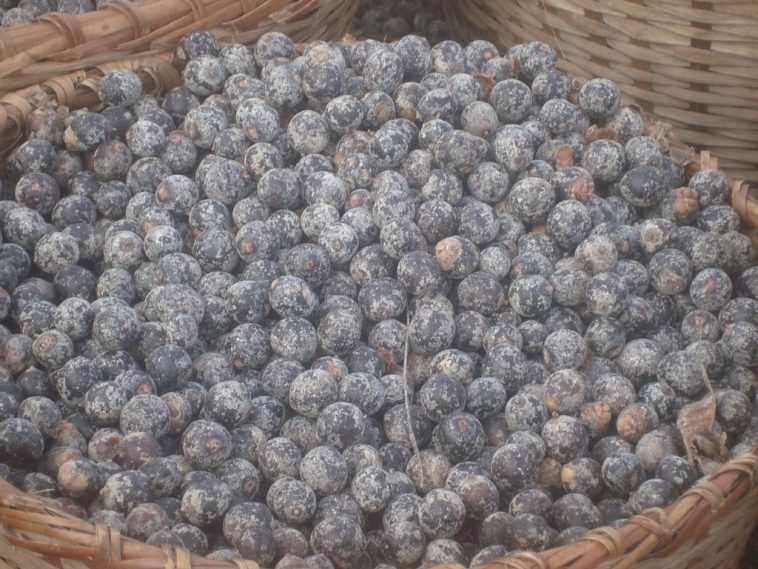 Bacaba fruta: 15 benefícios, informação nutricional | Dr. Saúde