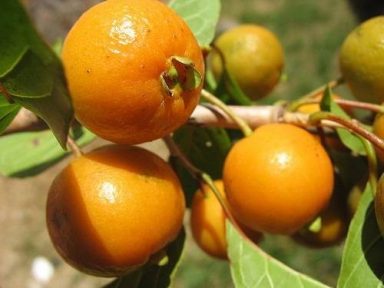 Gabiroba fruta: 30 benefícios, tipos, informação nutricional e ...