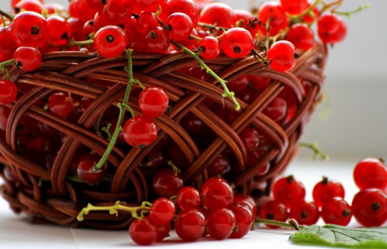 Groselha fruta: 25 benefícios, informação nutricional e malefícios | Dr ...