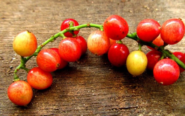 Jujuba fruta: 20 benefícios, informação nutricional e malefícios | Dr ...