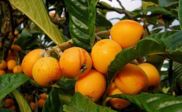 Nêspera fruta: 40 benefícios, informação nutricional e malefícios | Dr ...