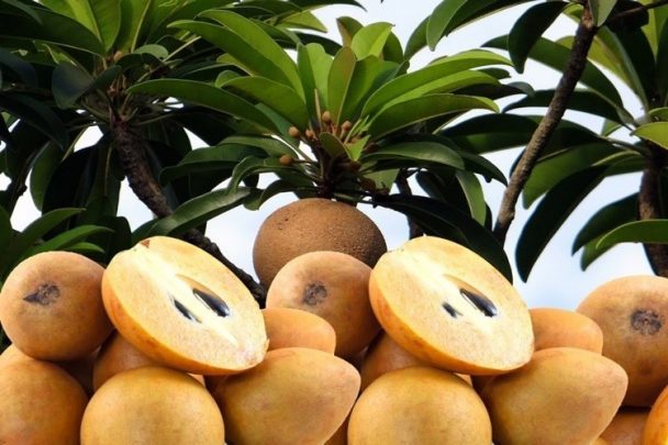 Sapota fruta: 30 benefícios, informação nutricional e malefícios | Dr ...
