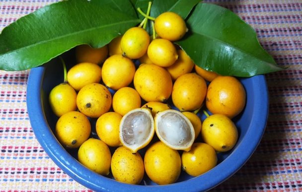 Bacupari fruta: 32 benefícios, informação nutricional e malefícios | Dr ...