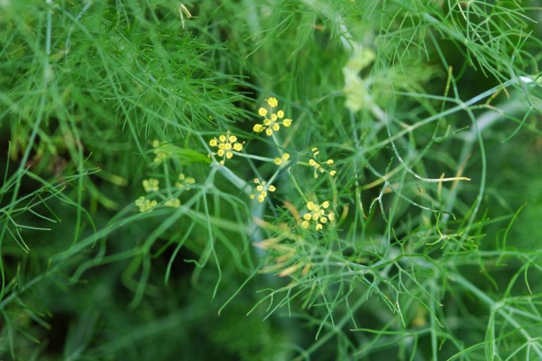 Funcho é bom para quê? para que serve, benefícios e malefícios | Dr. Saúde