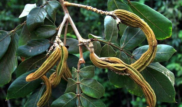 Ingá Dedo fruta: 20 benefícios, informação nutricional e malefícios ...