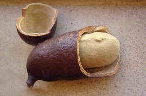 Jatobá fruta: 30 benefícios, informação nutricional e malefícios | Dr ...