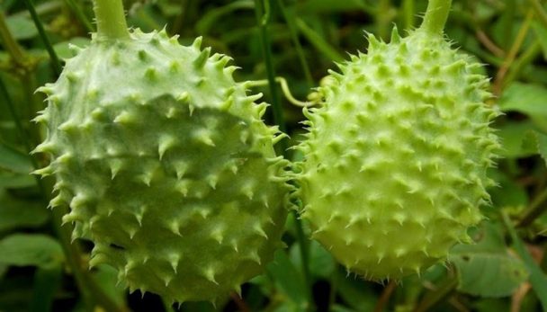 Maxixe: 35 benefícios, informação nutricional e malefícios | Dr. Saúde