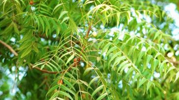 38 Benefícios do Chá de Neem – Para que Serve e Receita | Dr. Saúde