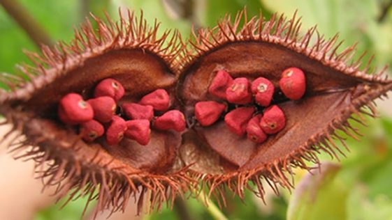 Urucum é bom para quê? para que serve, benefícios e malefícios | Dr. Saúde