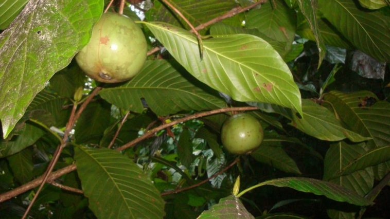 Borojoa fruta: 30 benefícios, informação nutricional e malefícios | Dr ...