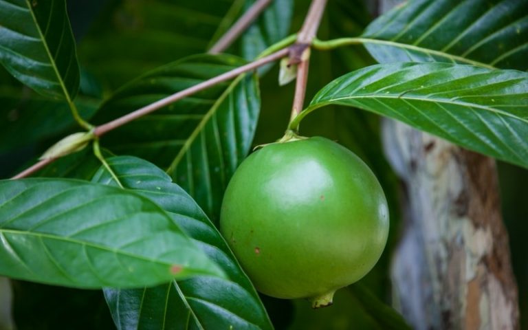 Borojoa fruta: 30 benefícios, informação nutricional e malefícios | Dr ...