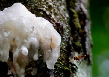 Breu: 20 benefícios, informação nutricional e malefícios | Dr. Saúde