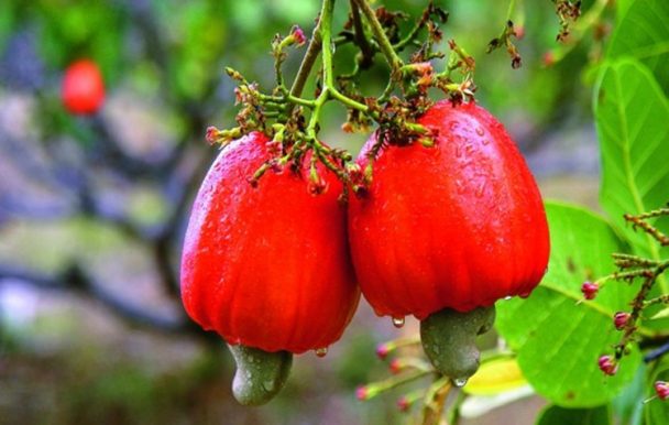 Cajuí fruta: 20 benefícios, informação nutricional e malefícios | Dr. Saúde