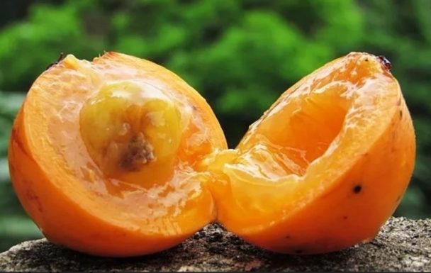 Cambucá fruta: 30 benefícios, informação nutricional e malefícios | Dr ...