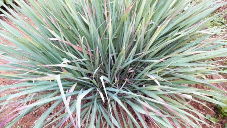 Capim Limão é bom para quê? para que serve, benefícios e malefícios ...