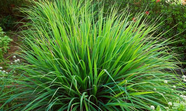 Chá de Capim Santo serve para quê? Veja benefícios e como fazer | Dr. Saúde