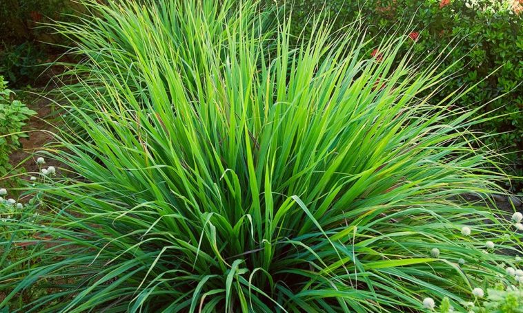 Chá de Capim Santo serve para quê? Veja benefícios e como fazer | Dr. Saúde