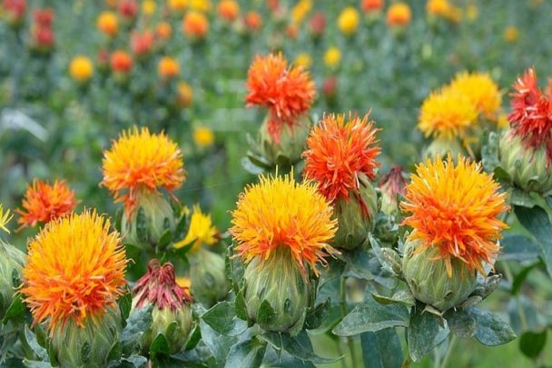 Cártamo é bom para quê? para que serve, benefícios e malefícios | Dr. Saúde